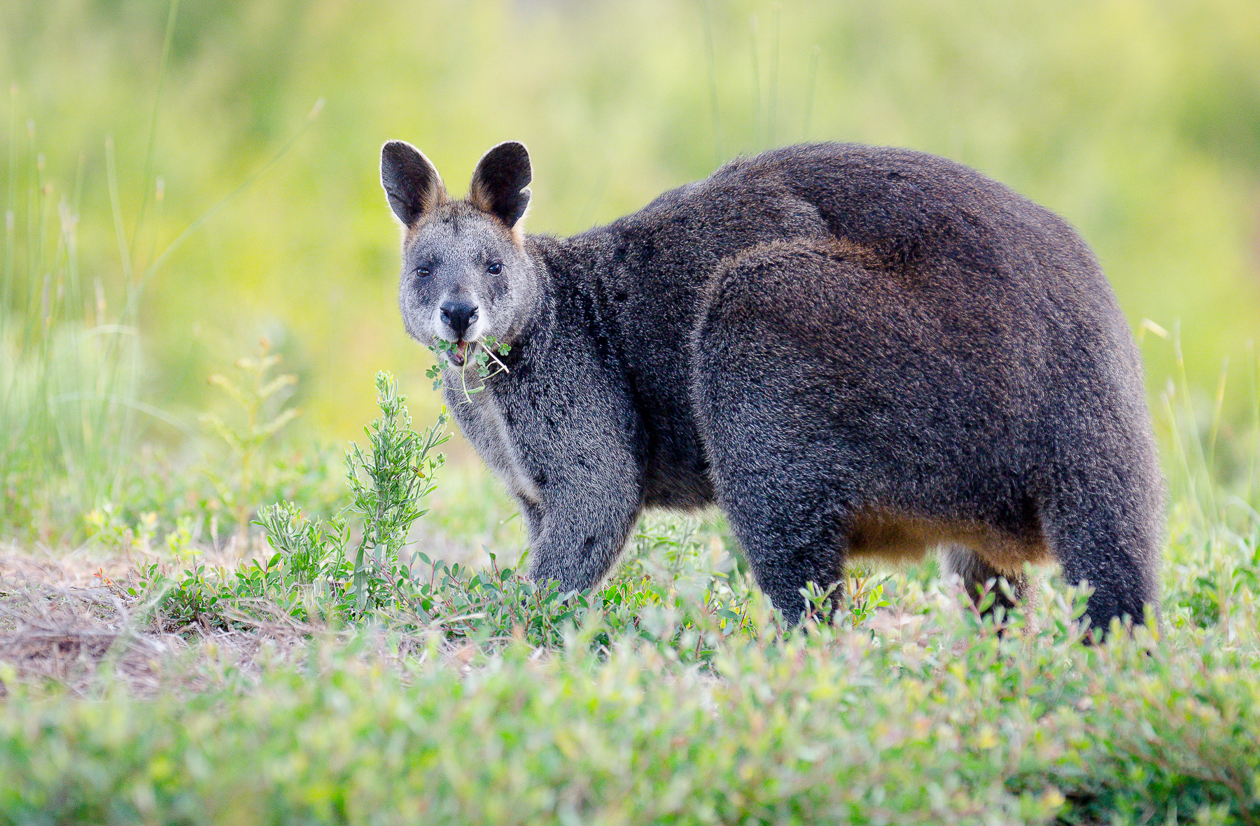 Kangourou, l'emblème de l'Australie | Krupa Photography