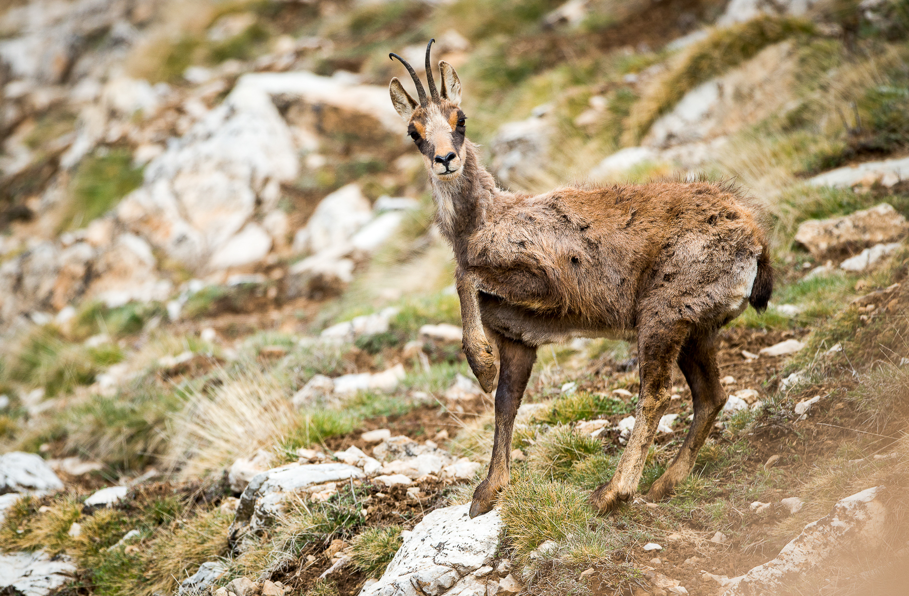 Isard, montagnard des Pyrénées | Krupa Photography